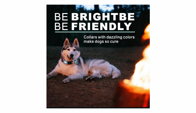 Light up Dog Collars, LED Dog Collar, Lighted Safety Collar for Walking ...